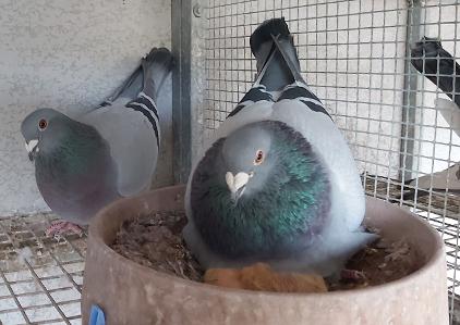 Stock Birds | Northern Gold Coast | Hudson Lofts